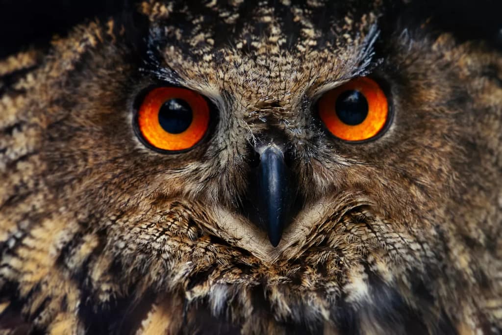 "Focus On The Eye!" – Mike Schaffner Photography