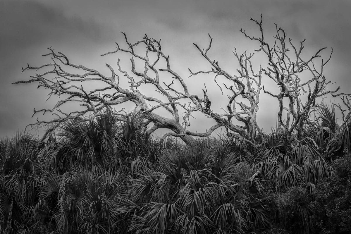 Dead Trees and Palmettos – Mike Schaffner Photography